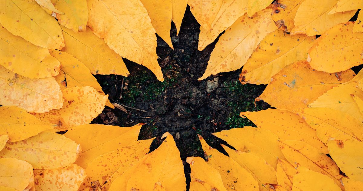 #bioPGH Blog: Scientifically Speaking, Why is Fall so Magical? | Phipps ...