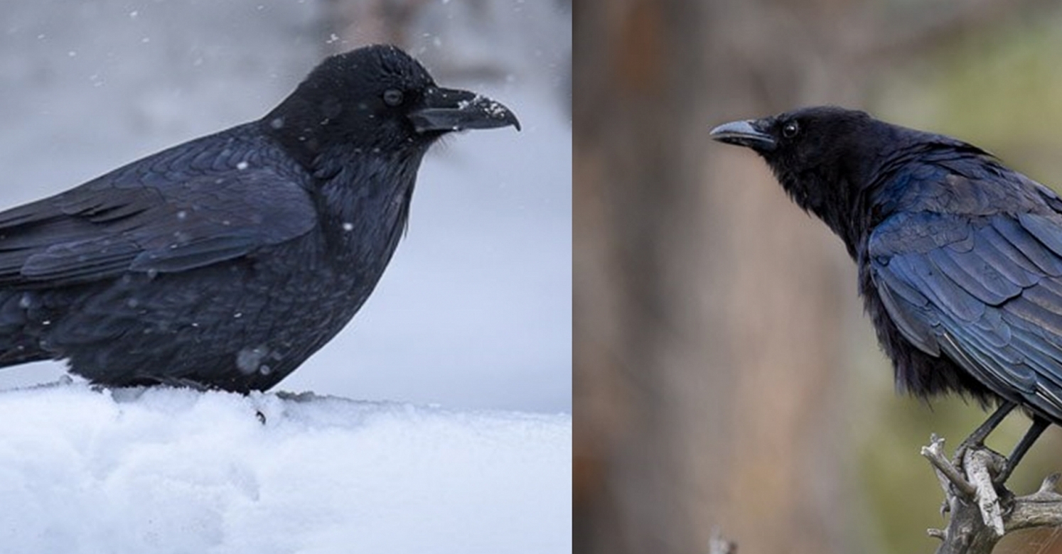 #bioPGH Blog: Ravens and Crows: The Birds with the Brains | Phipps ...