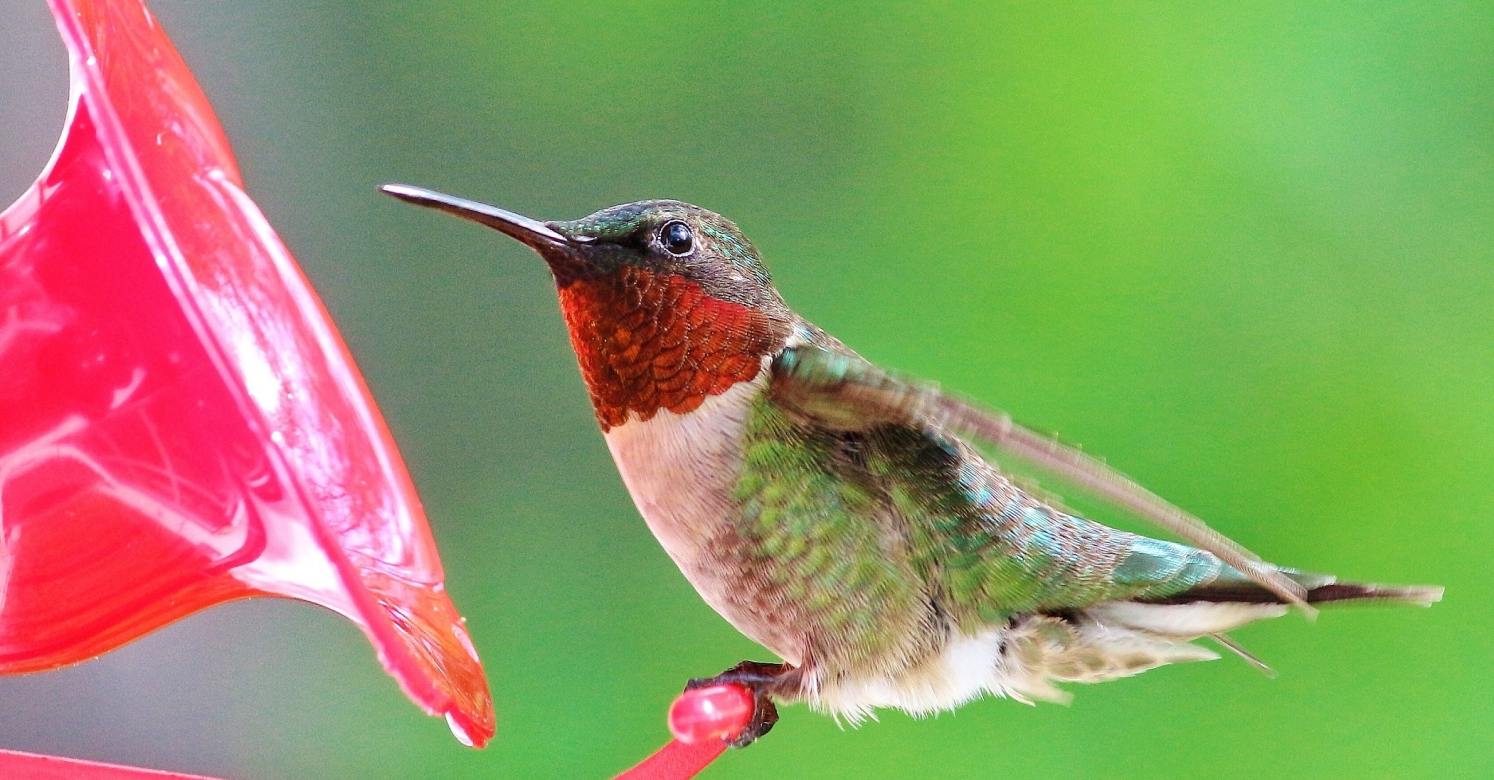 Ruby Throated Hummingbird Eggs