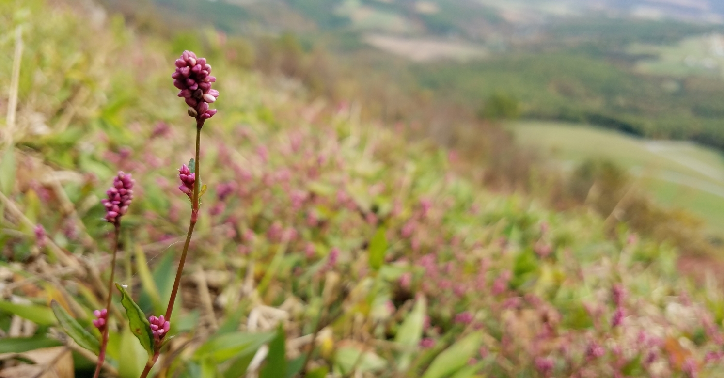 #bioPGH Blog: Building my Plant ID Smarts with Smartweed! | Phipps ...