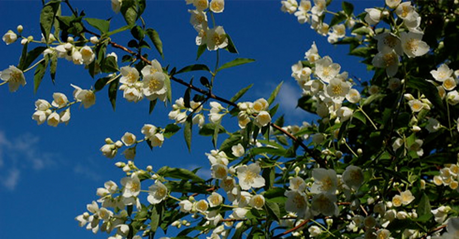 Top 10 Sustainable Plants of 2020 | Phipps Conservatory and Botanical ...