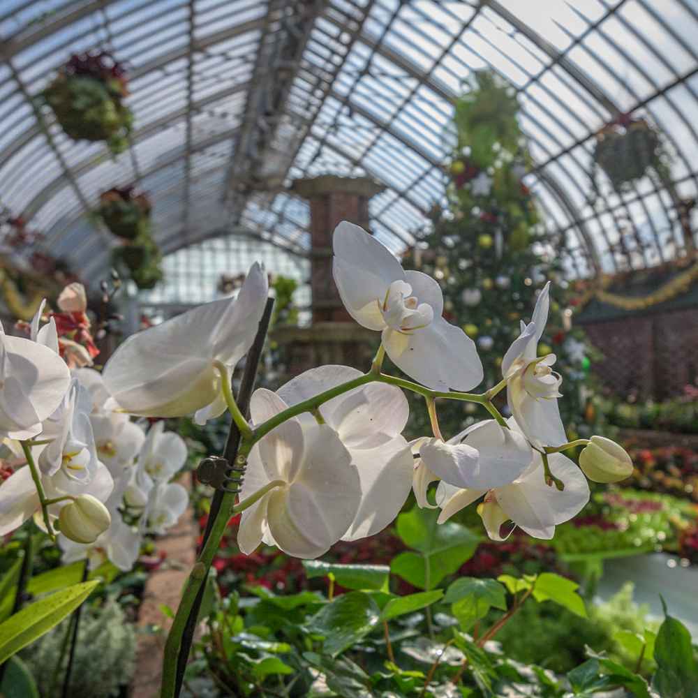 Blog | Phipps Conservatory and Botanical Gardens | Pittsburgh PA
