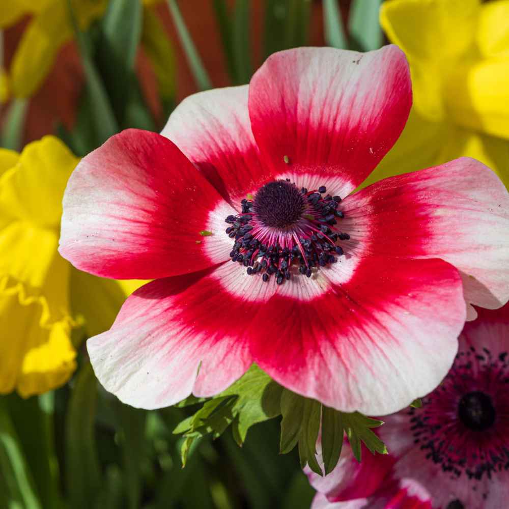 Blog | Phipps Conservatory and Botanical Gardens | Pittsburgh PA