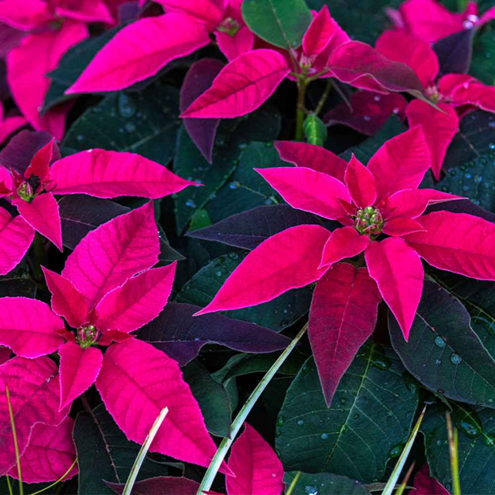 Blog | Phipps Conservatory and Botanical Gardens | Pittsburgh PA