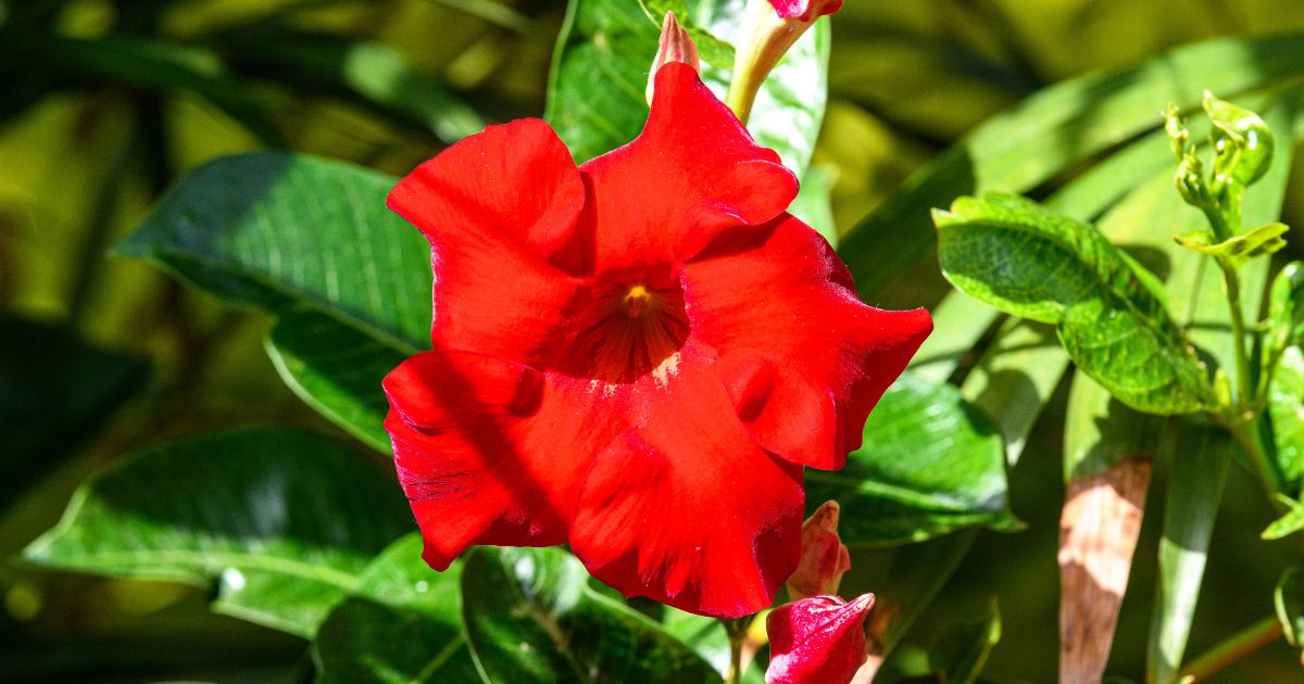 This Week at Phipps: June 5 – 11 | Phipps Conservatory and Botanical ...