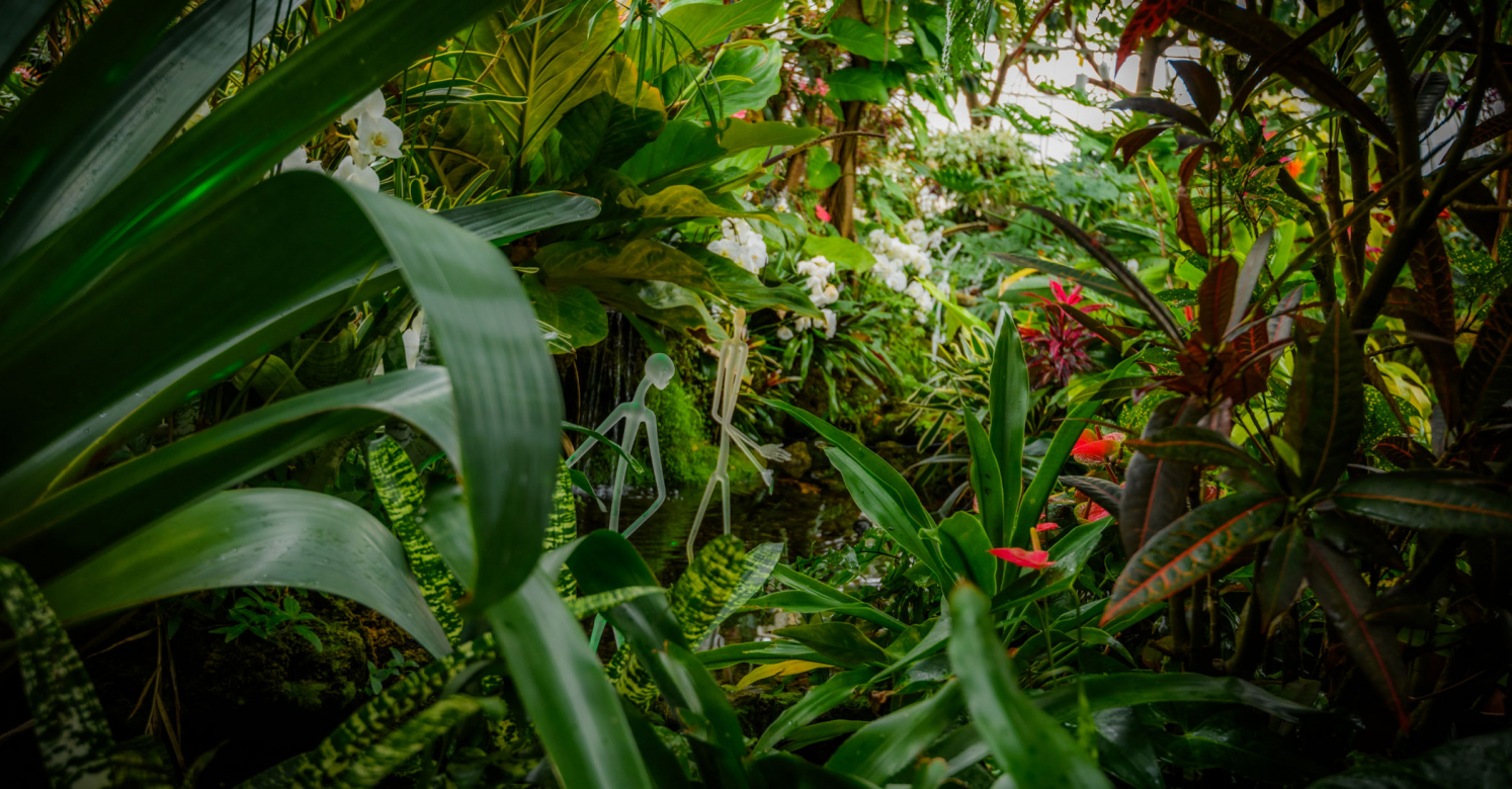 This Week at Phipps: Feb. 16 – 22 | Phipps Conservatory and Botanical ...