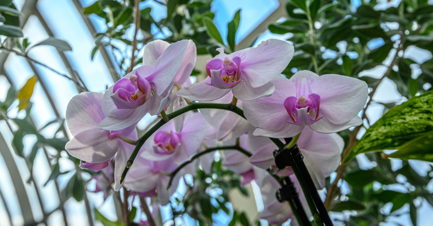This Week at Phipps: Feb. 2 – 8 | Phipps Conservatory and Botanical ...