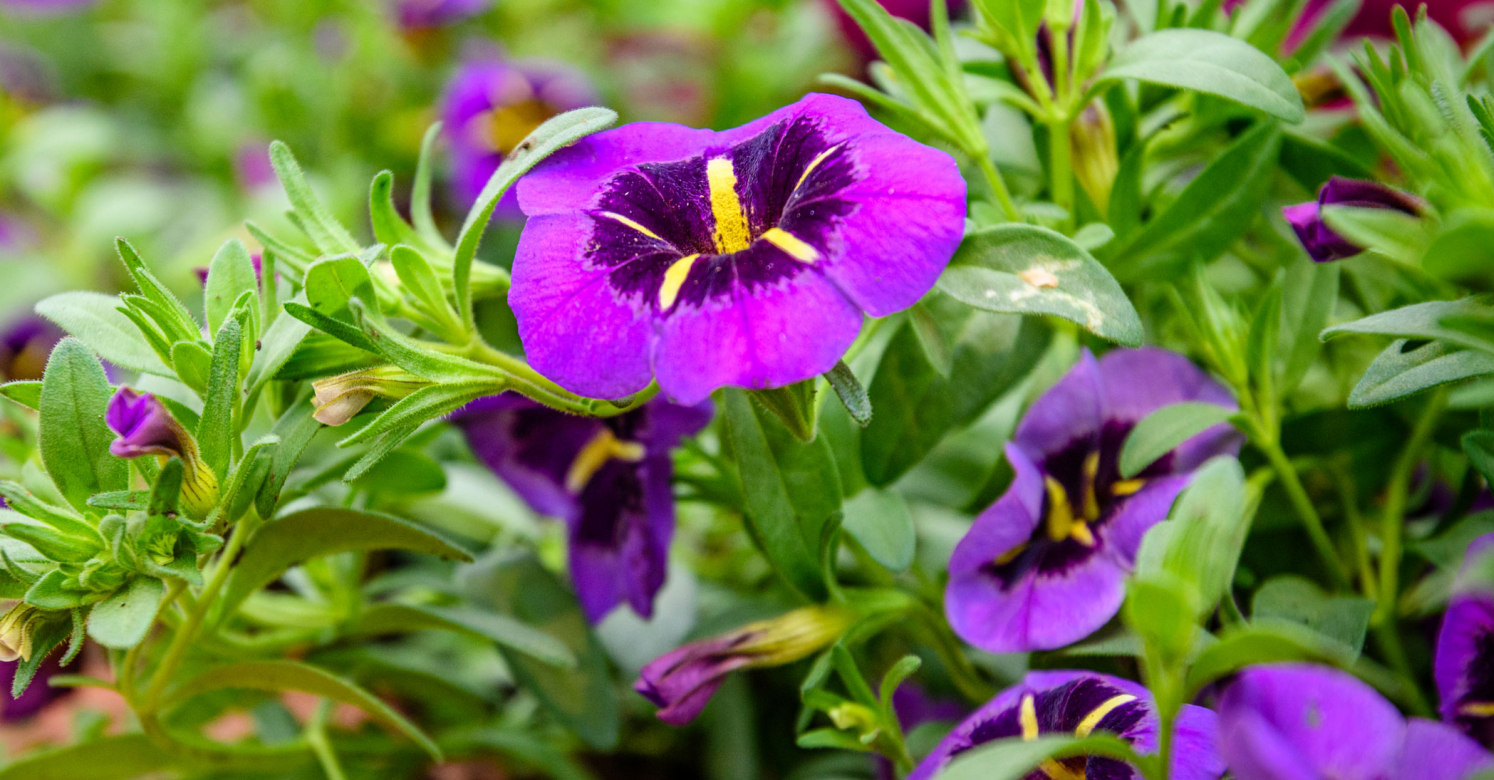 This Week at Phipps: Feb. 9 – 15 | Phipps Conservatory and Botanical ...