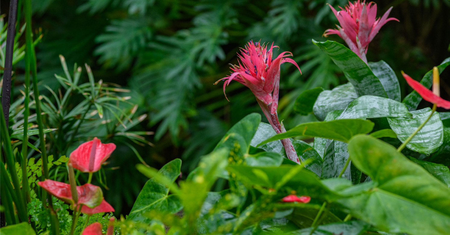 This Week at Phipps: March 2 – 8 | Phipps Conservatory and Botanical ...