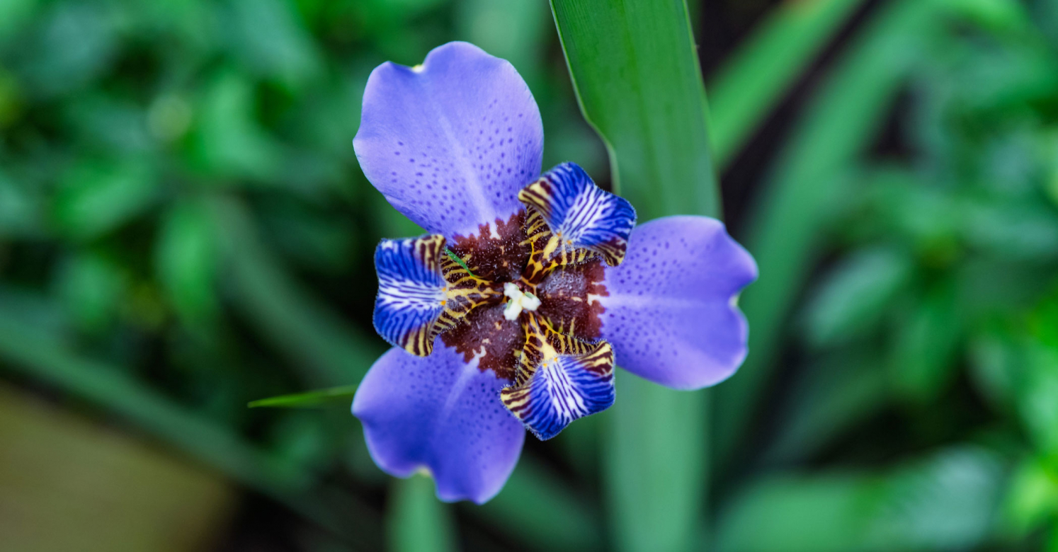 This Week at Phipps: May 5 – 11 | Phipps Conservatory and Botanical ...