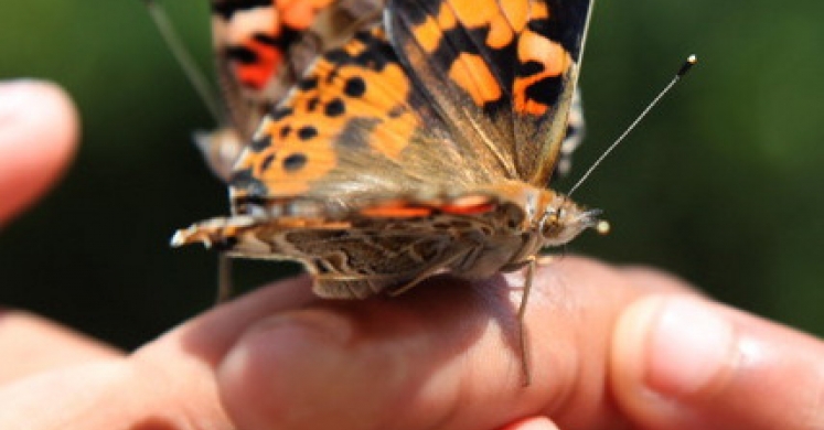 Home Connections: Raising Butterflies Indoors | Phipps Conservatory and ...