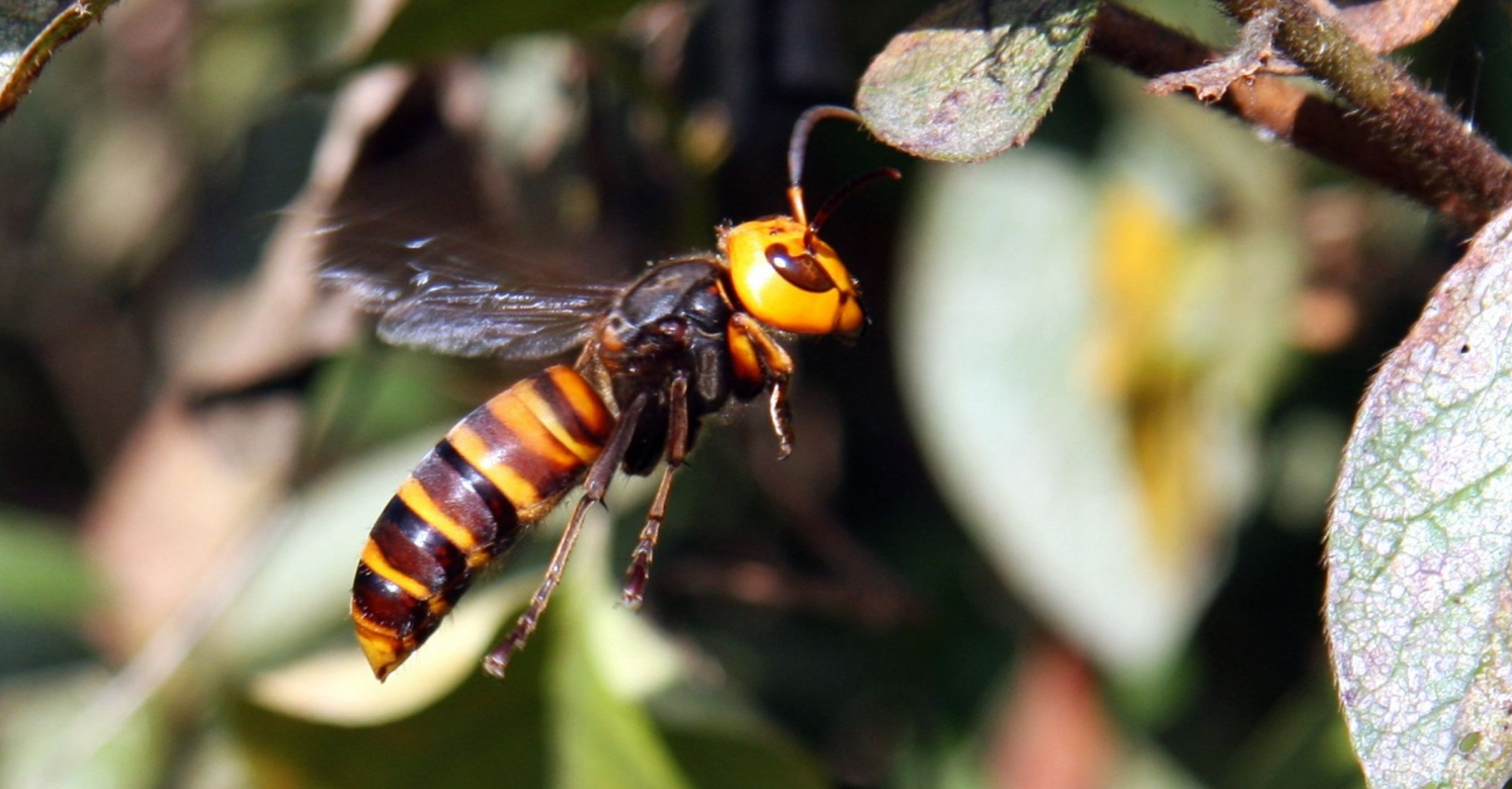 giant wasp