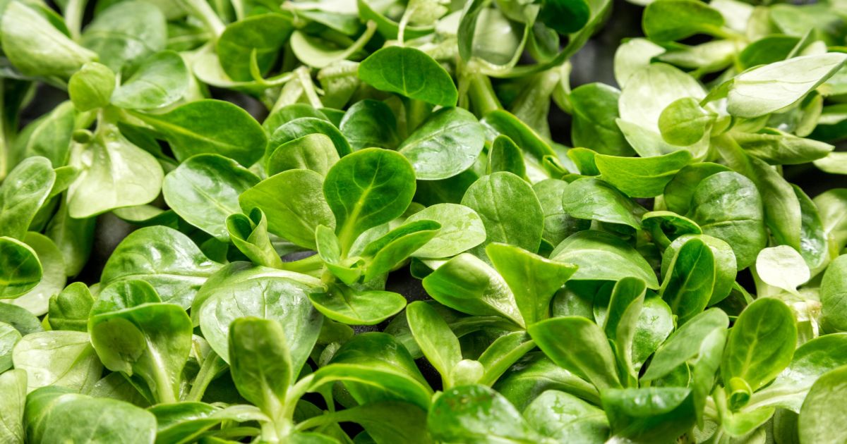 What We're Cooking With Now: Mâche | Phipps Conservatory and Botanical ...