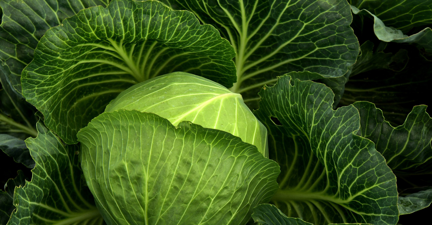 What We're Cooking With Now: Cabbage | Phipps Conservatory and ...