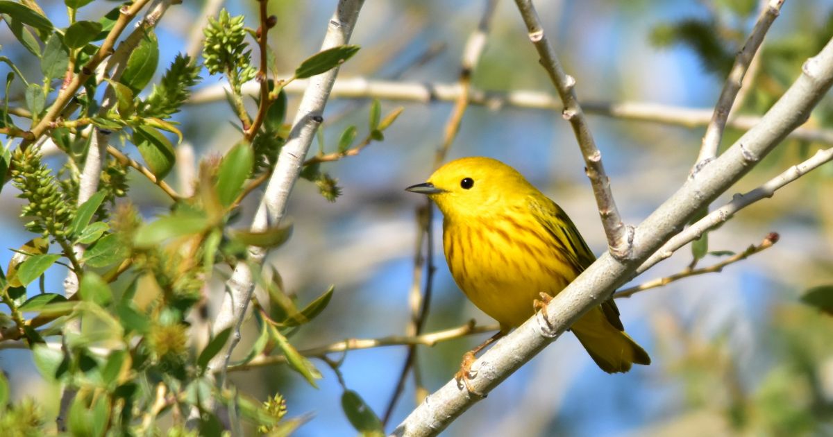 yellow warbler information