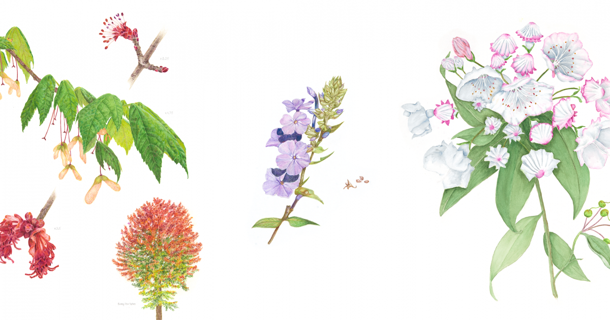 Magnified Portraits of Southwestern PA Native Plants | Phipps ...