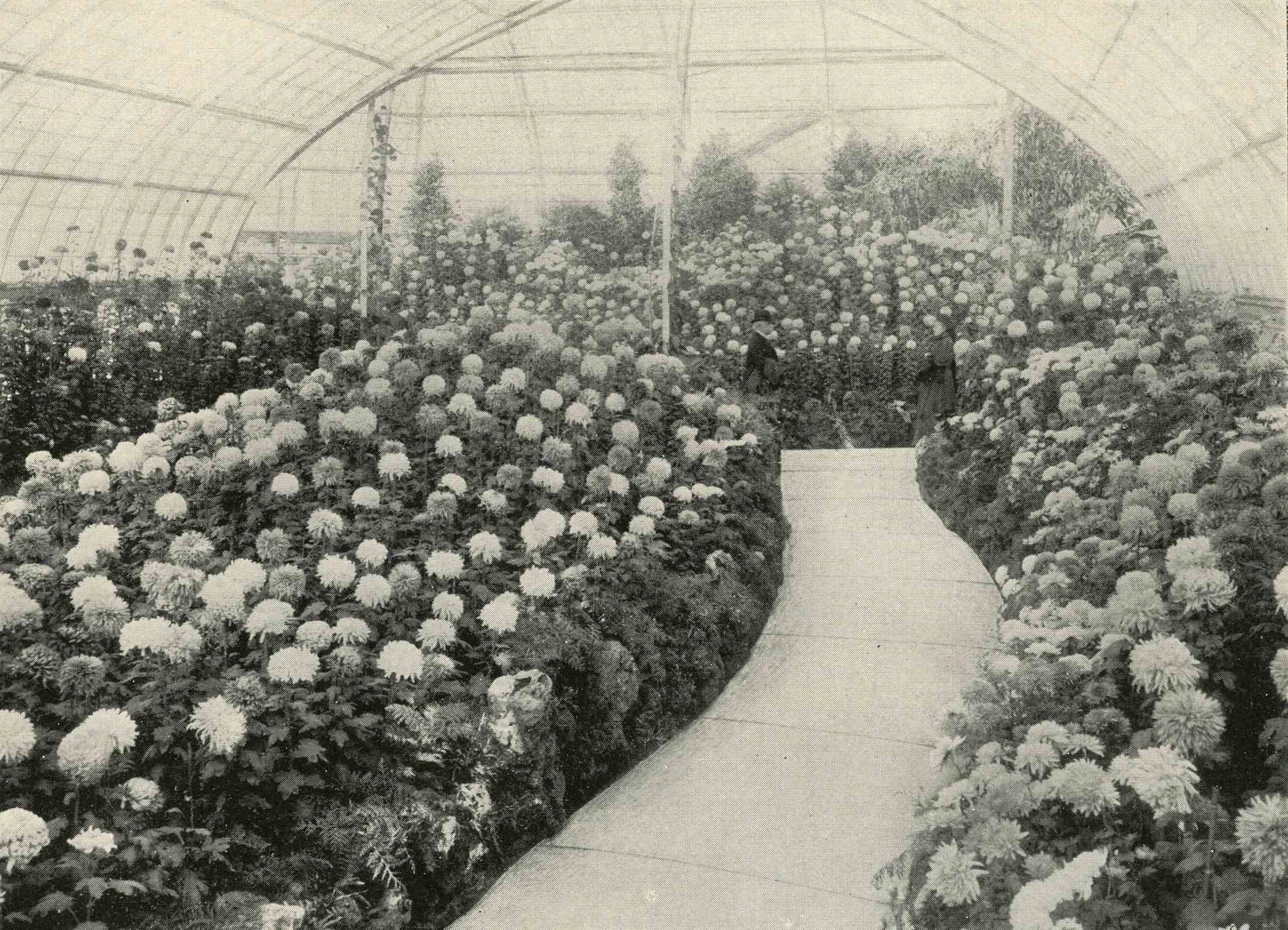 Fall Flower Show 1897 | Phipps Conservatory and Botanical Gardens ...