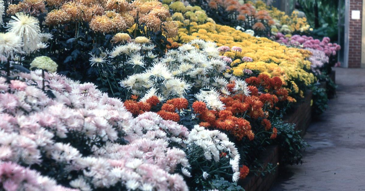 Fall Flower Show 1971 | Phipps Conservatory and Botanical Gardens ...