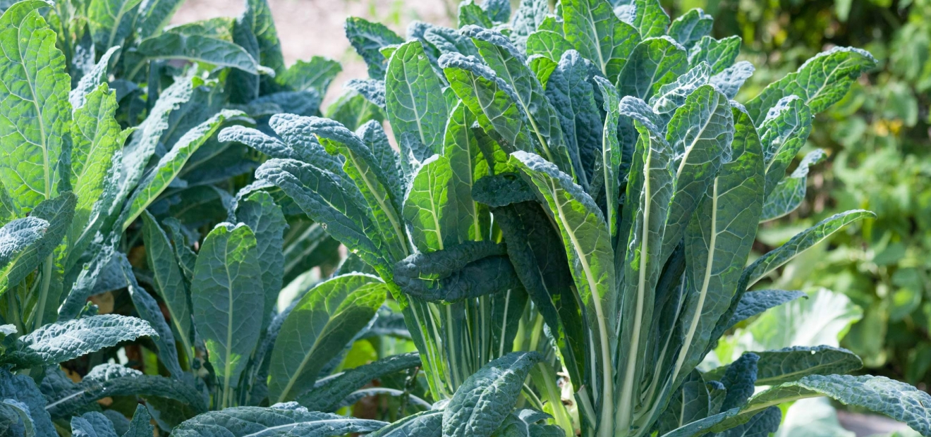 Rooftop Edible Garden | Phipps Conservatory and Botanical Gardens ...