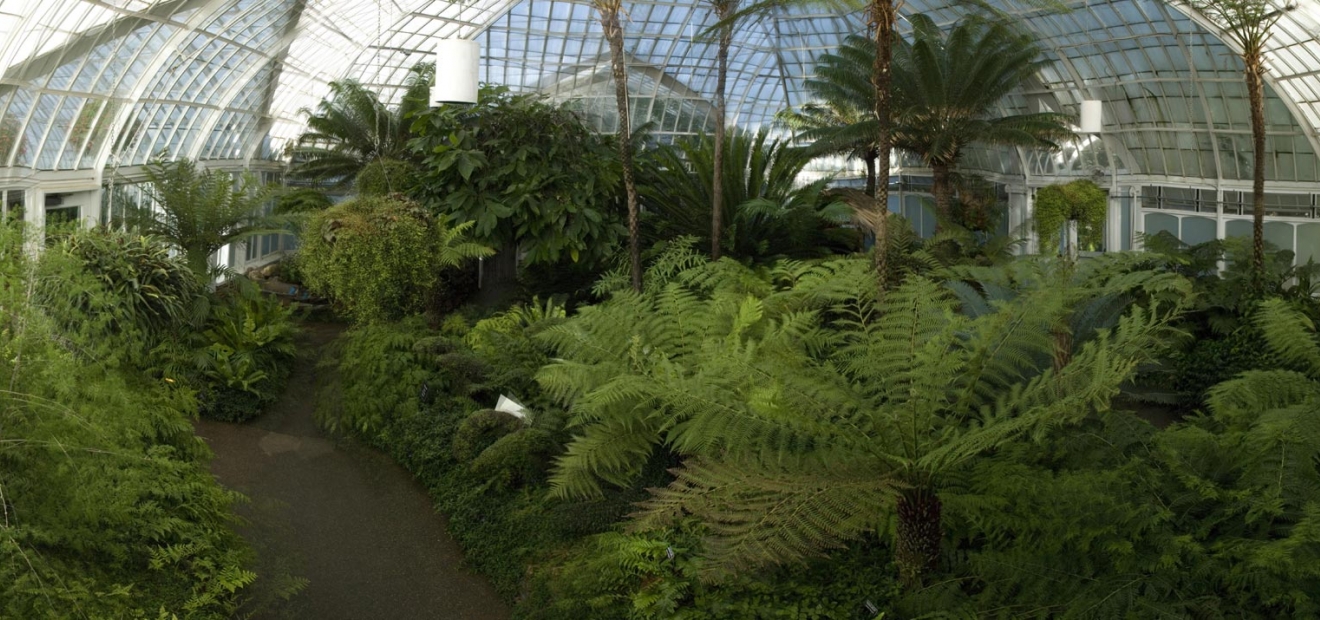 Fern Room | Phipps Conservatory and Botanical Gardens | Pittsburgh PA