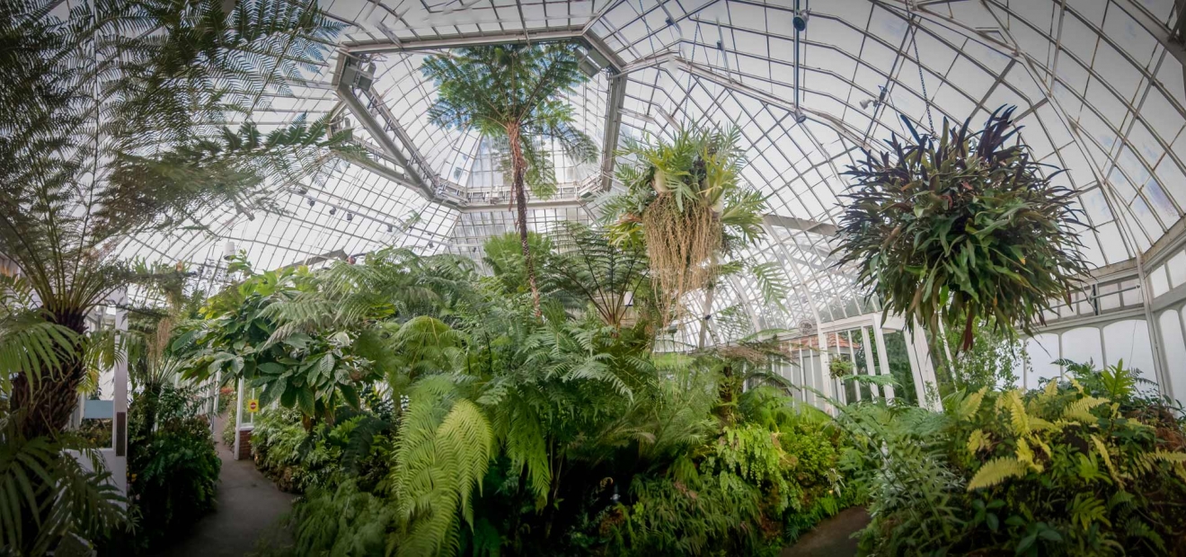 Fern Room | Phipps Conservatory and Botanical Gardens | Pittsburgh PA