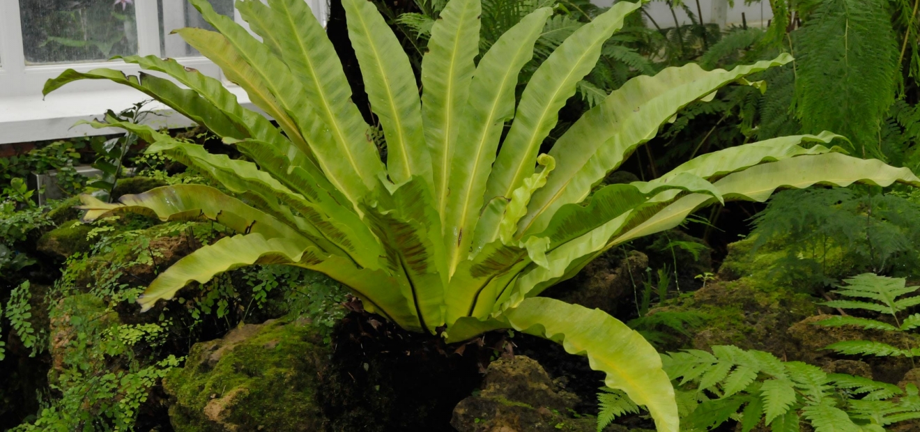 Fern Room | Phipps Conservatory and Botanical Gardens | Pittsburgh PA
