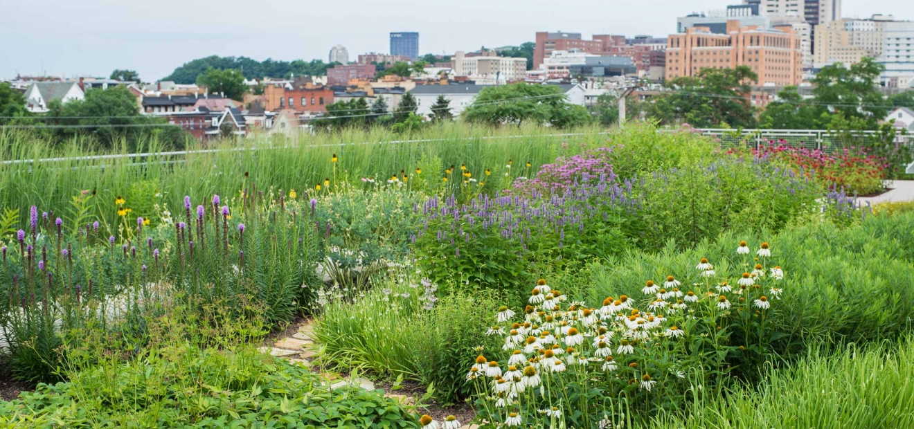Center for Sustainable Landscapes Green Roof | Phipps Conservatory and ...