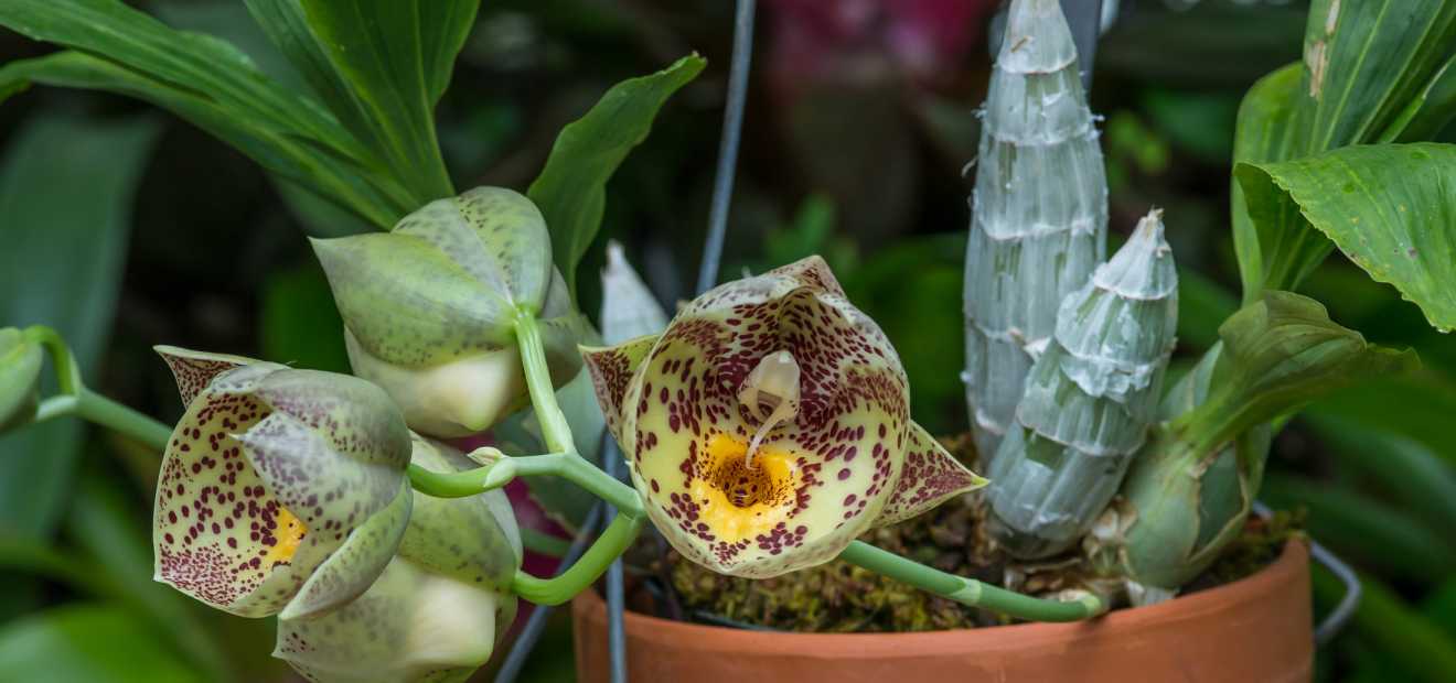 Orchid Room | Phipps Conservatory and Botanical Gardens | Pittsburgh PA