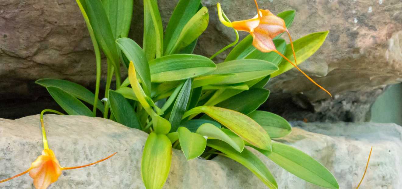 Orchid Room | Phipps Conservatory and Botanical Gardens | Pittsburgh PA