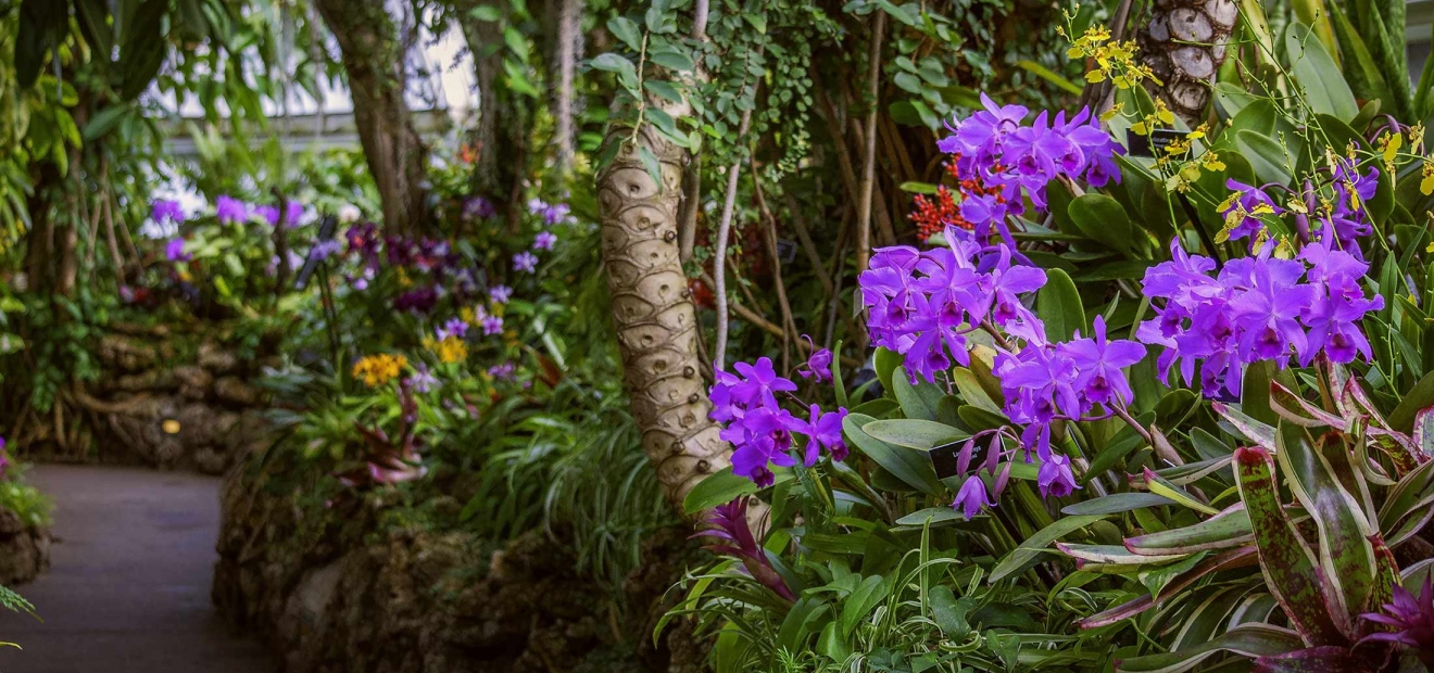 Orchid Room | Phipps Conservatory and Botanical Gardens | Pittsburgh PA