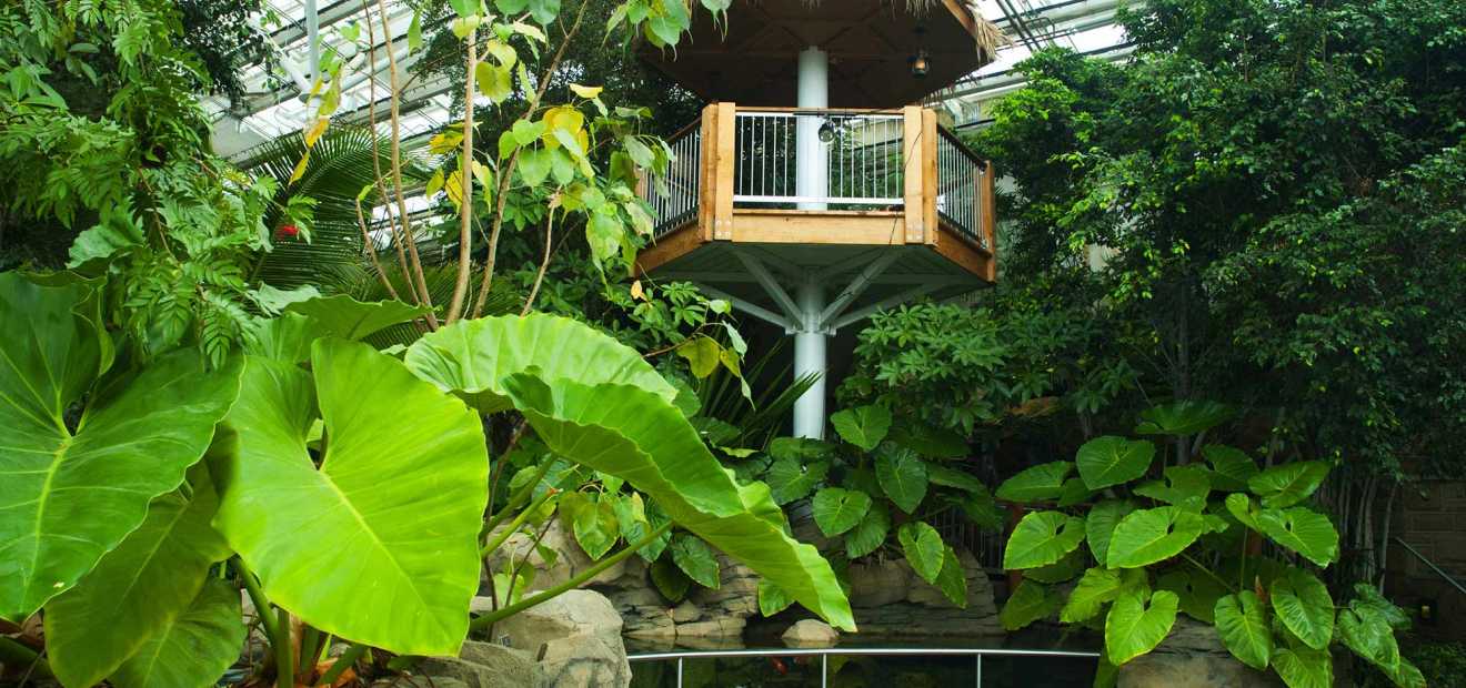 Tropical Forest Conservatory | Phipps Conservatory and Botanical ...