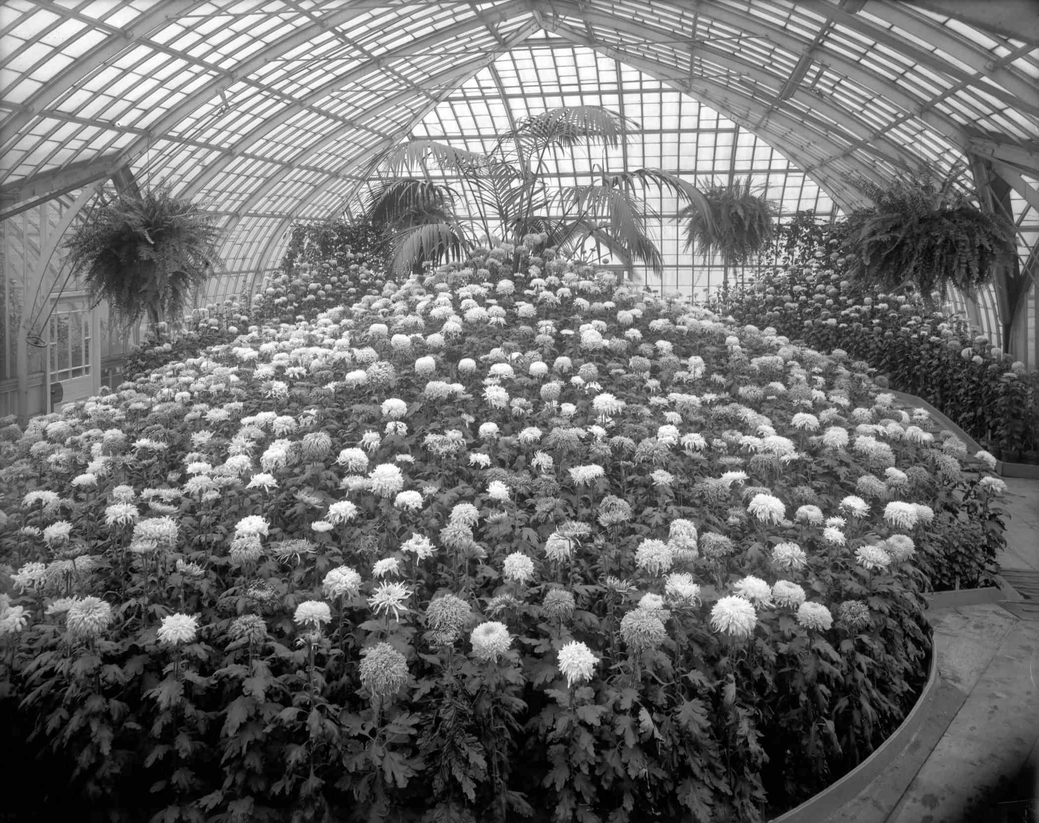 Fall Flower Show 1910 | Phipps Conservatory and Botanical Gardens ...