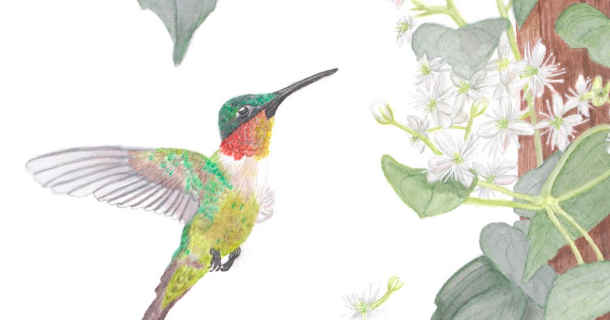 Native Plants of Southwestern Pennsylvania and Their Bird Associates ...