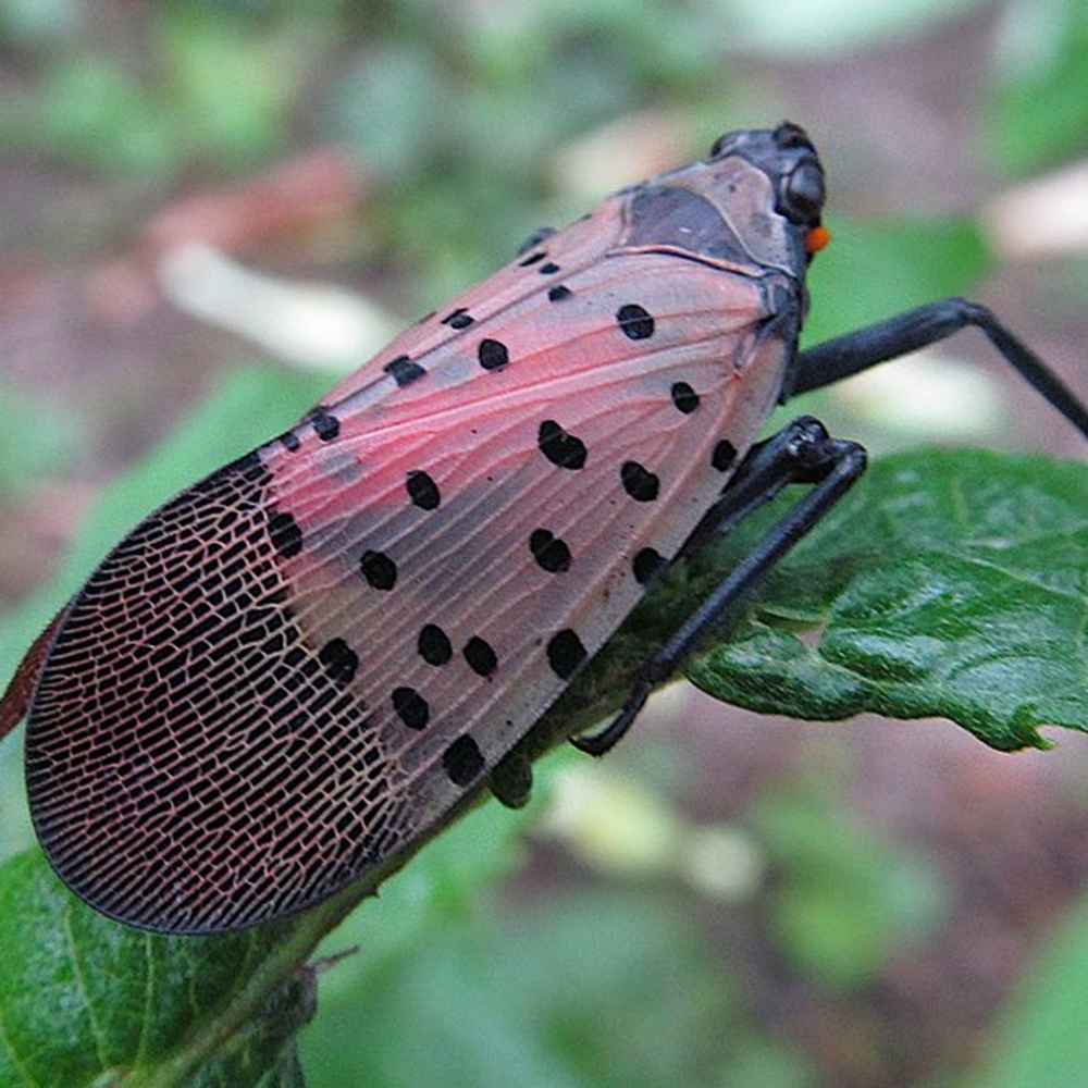 Exhibits and Events | Phipps Conservatory and Botanical Gardens ...