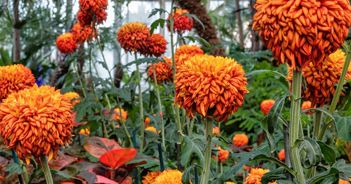 Fall Flower Show 2020: The Poetry of Nature | Phipps Conservatory and ...