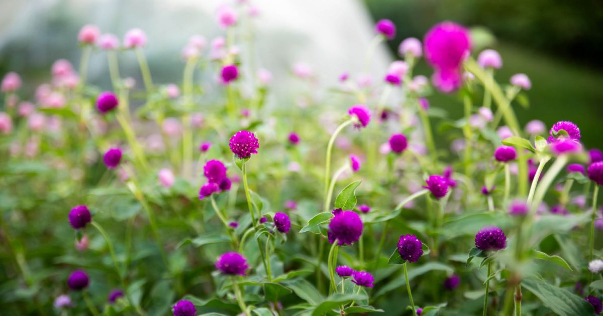 Native Plant and Sustainability Conference | Phipps Conservatory and ...