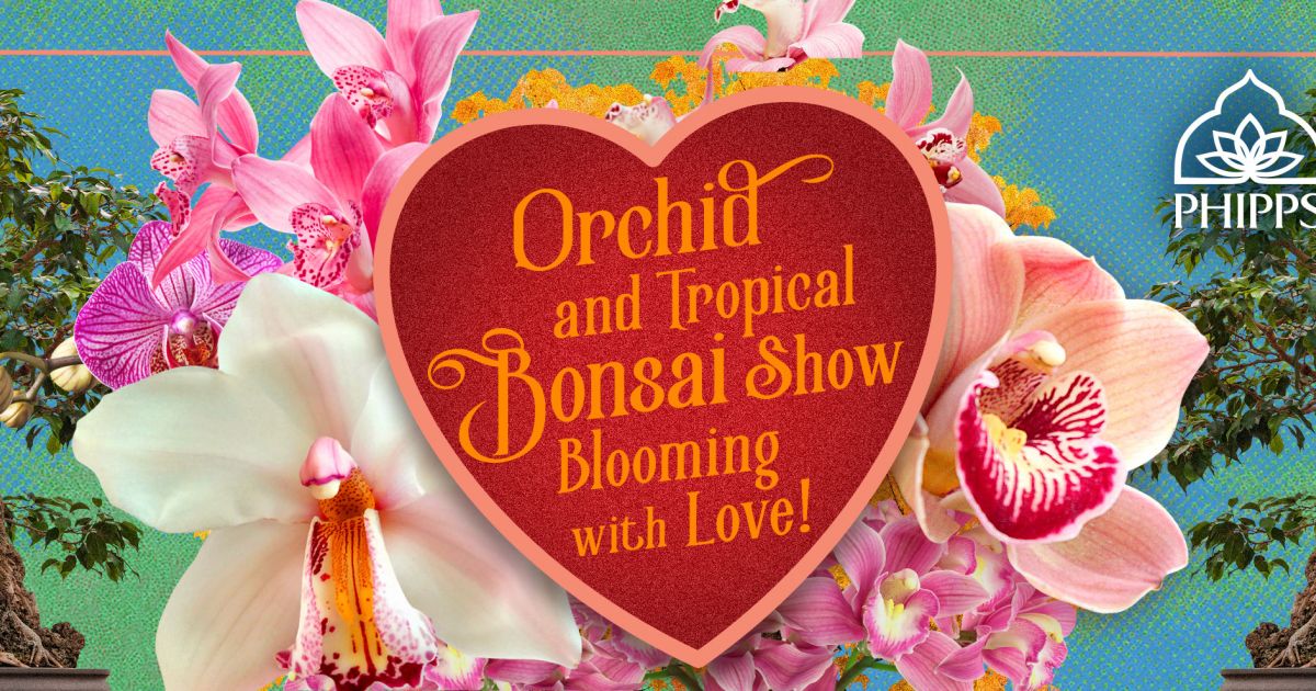 Phipps Conservatory's Orchid and Tropical Bonsai Show: Blooming with ...