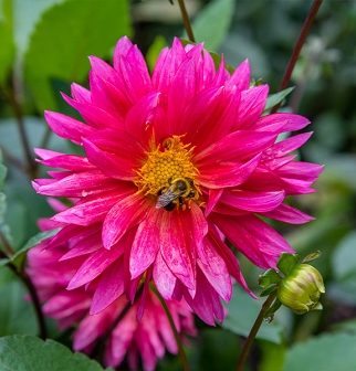 Summer of Pollinators | Phipps Conservatory and Botanical Gardens ...