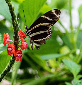 Summer of Pollinators | Phipps Conservatory and Botanical Gardens ...