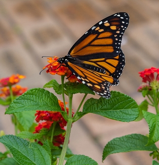 Summer of Pollinators | Phipps Conservatory and Botanical Gardens ...