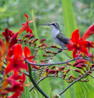 Summer of Pollinators | Phipps Conservatory and Botanical Gardens ...