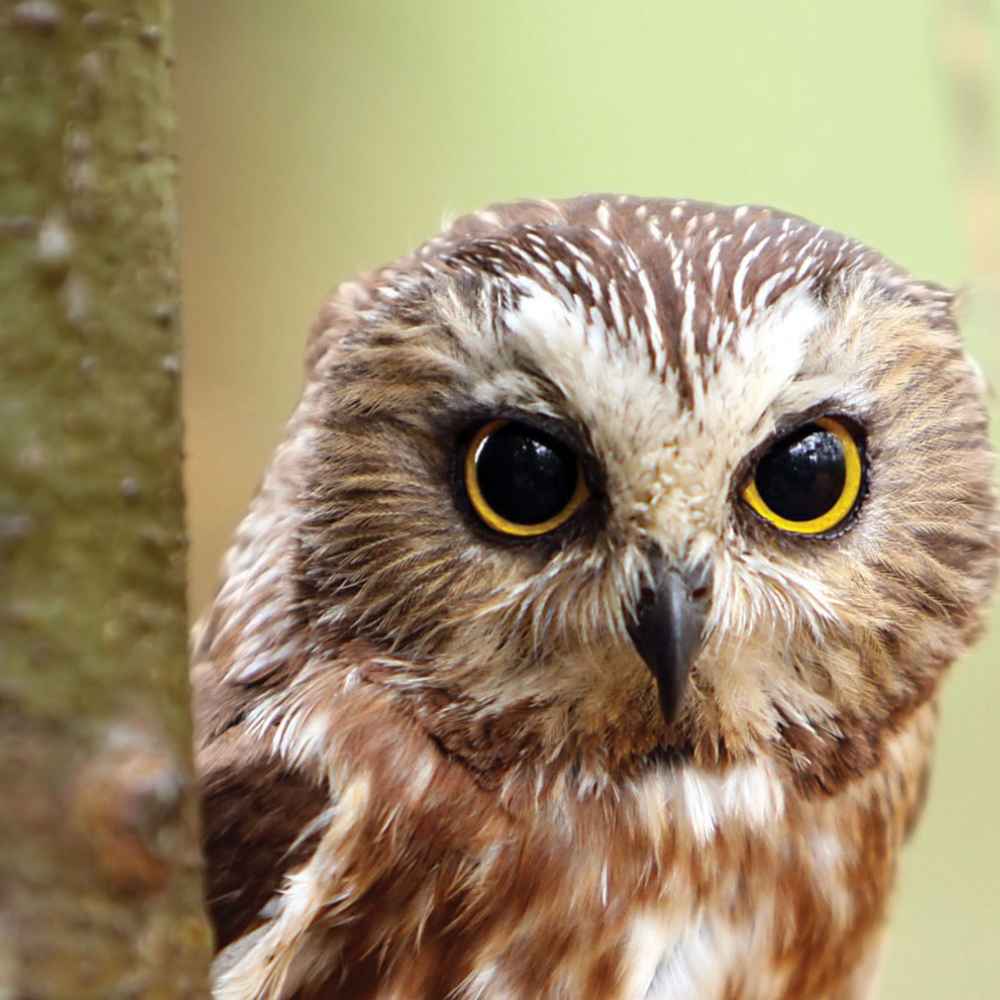 Exhibits and Events | Phipps Conservatory and Botanical Gardens ...