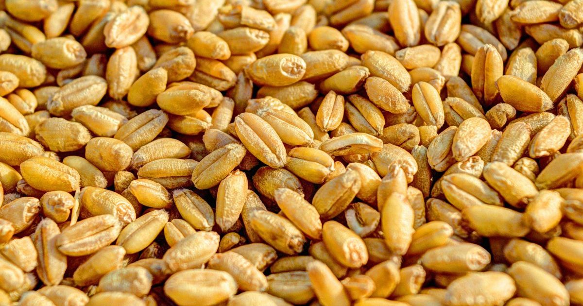 Unit 1: The Power of Seeds | Phipps Conservatory and Botanical Gardens ...